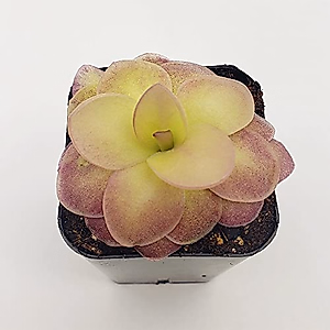 QAUZUY GARDEN 25 Rare Butterwort Plant Seeds Pings Pinguicula, Mexican Butterwort Carnivorous Plant Seeds - Exotic Succulent Plant for Patios Counters Succulent Baskets