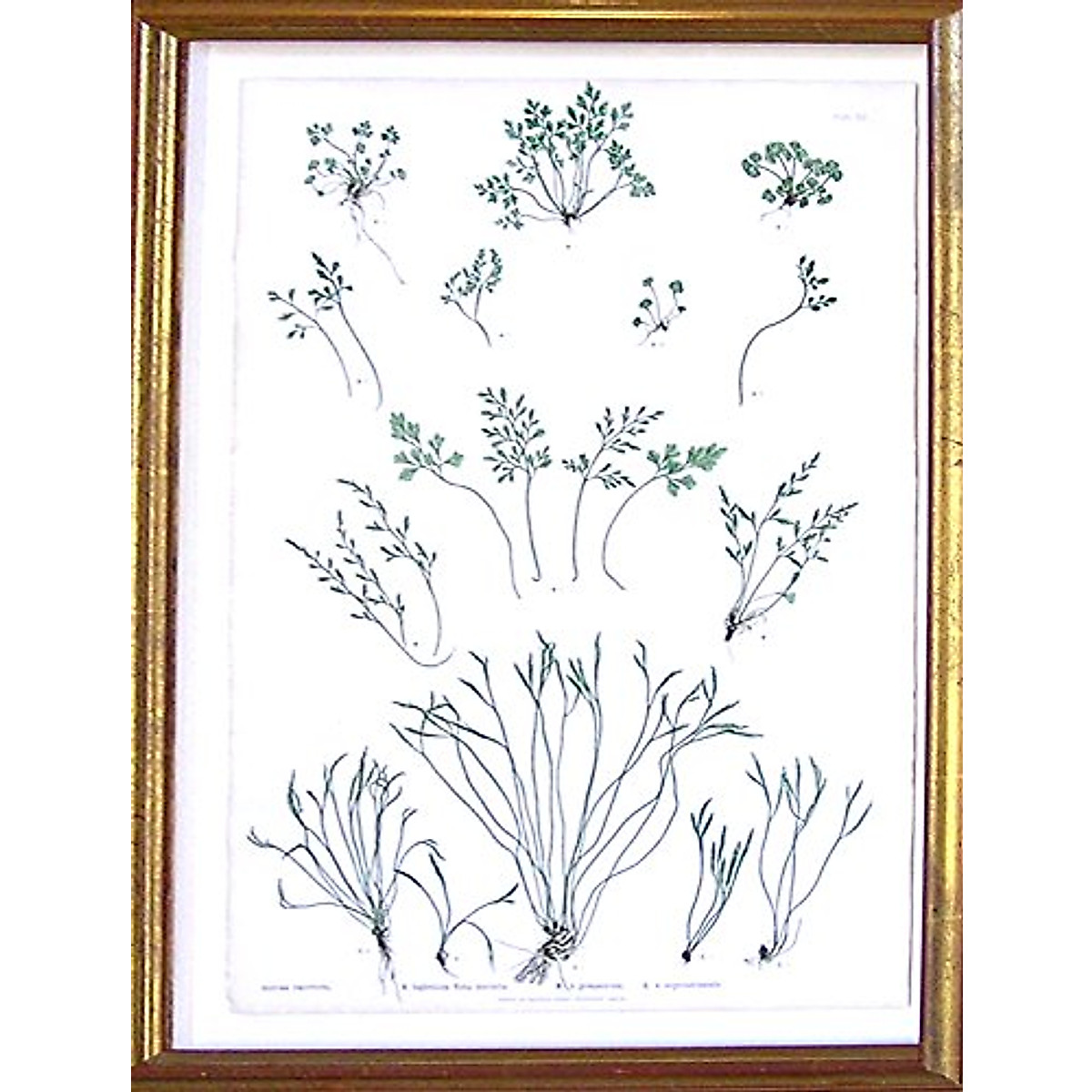 Asplenium Ruta-Maraia