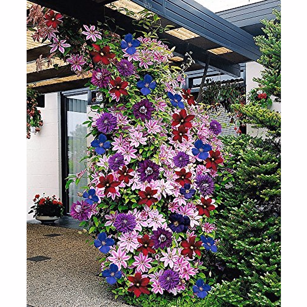 Clematis ~Mixed Colors~ 20Seeds Wonderful Large Blooms 20+ Perennial Vine Seeds