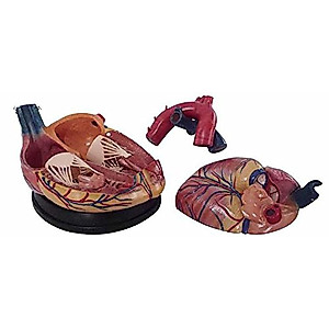 Doc.Royal Human New Style Jumbo Heart Simulation Model Medical Anatomy Type:DR-XF-107