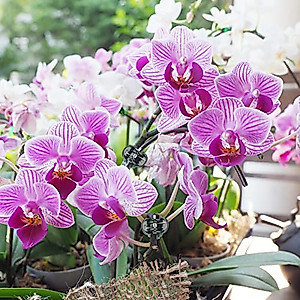 KINGLAKE Orchid Clips,Plant Support Clips,Garden Flower Vine Clips,100 Pcs Garden Cymbidium Clips to Keep Stems Vines Grow Upright,Dark Green