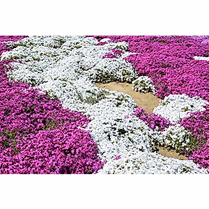 2000+ White Creeping Thyme Seeds for Planting Thymus Serpyllum - Heirloom Ground Cover Plants Easy to Plant and Grow - Open Pollinated