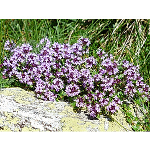 Seeds Common English Thyme Herbs for Planting Non GMO 500 Seeds