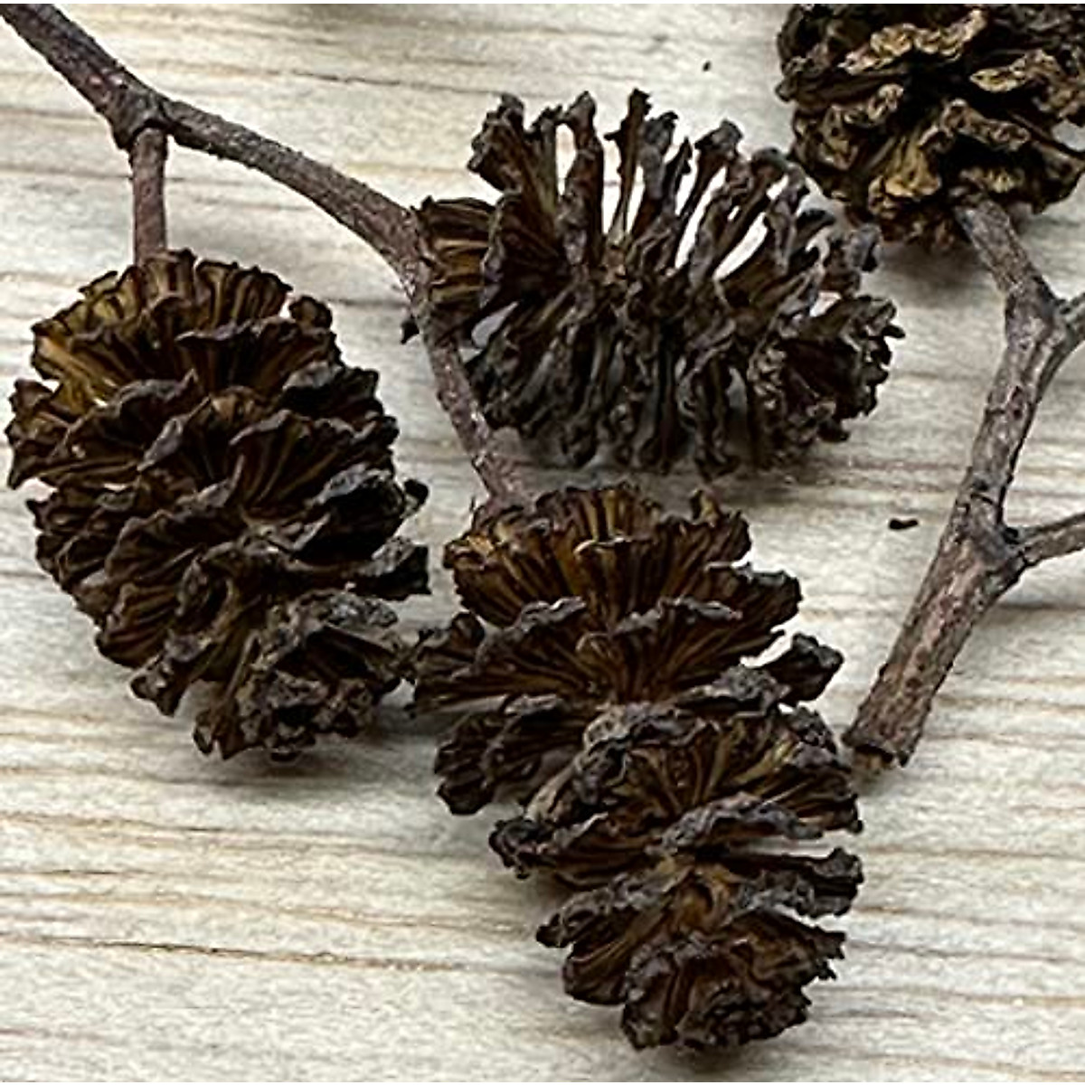 Alder & Casuarina Cones Betta/Shrimp Tank Promotes Natural Habitat, Breeding, Tannin Producing Improves Immunity, Easy to Use, Alder Cone Alternative by Awesome Aquatic (50 Pack Alder)