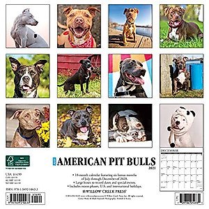 Just American Pit Bull Terriers 2021 Wall Calendar (Dog Breed Calendar)