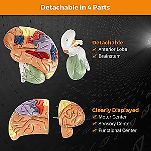 BEAMNOVA Human Brain Model 2 Times Life Size for Neuroscience Teaching with Labels Anatomy Model for Learning Science Classroom Study Display Medical Model