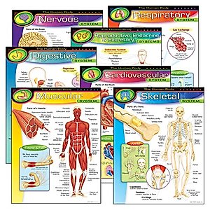 TREND ENTERPRISES, INC. T-38913 The Human Body Learning Charts Combo Pack, Set of 7, Multi