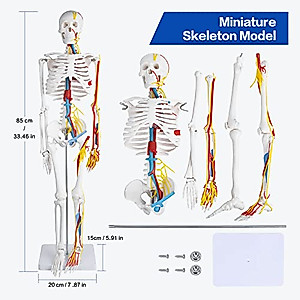 Human Skeleton Model for Anatomy, 33.5’’ Tall Medical Anatomical Skeleton with Removable Arms and Legs, Nerves Arteries Painted Muscle Insertion and Origin Points for Medical Study and Display