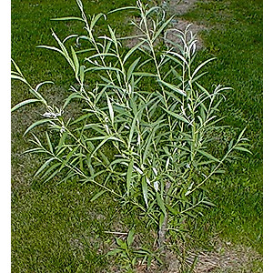 24 Hybrid Willow Trees. Austree Grows 12 Foot 1st Season. Create Instant Privacy Fence Hedge