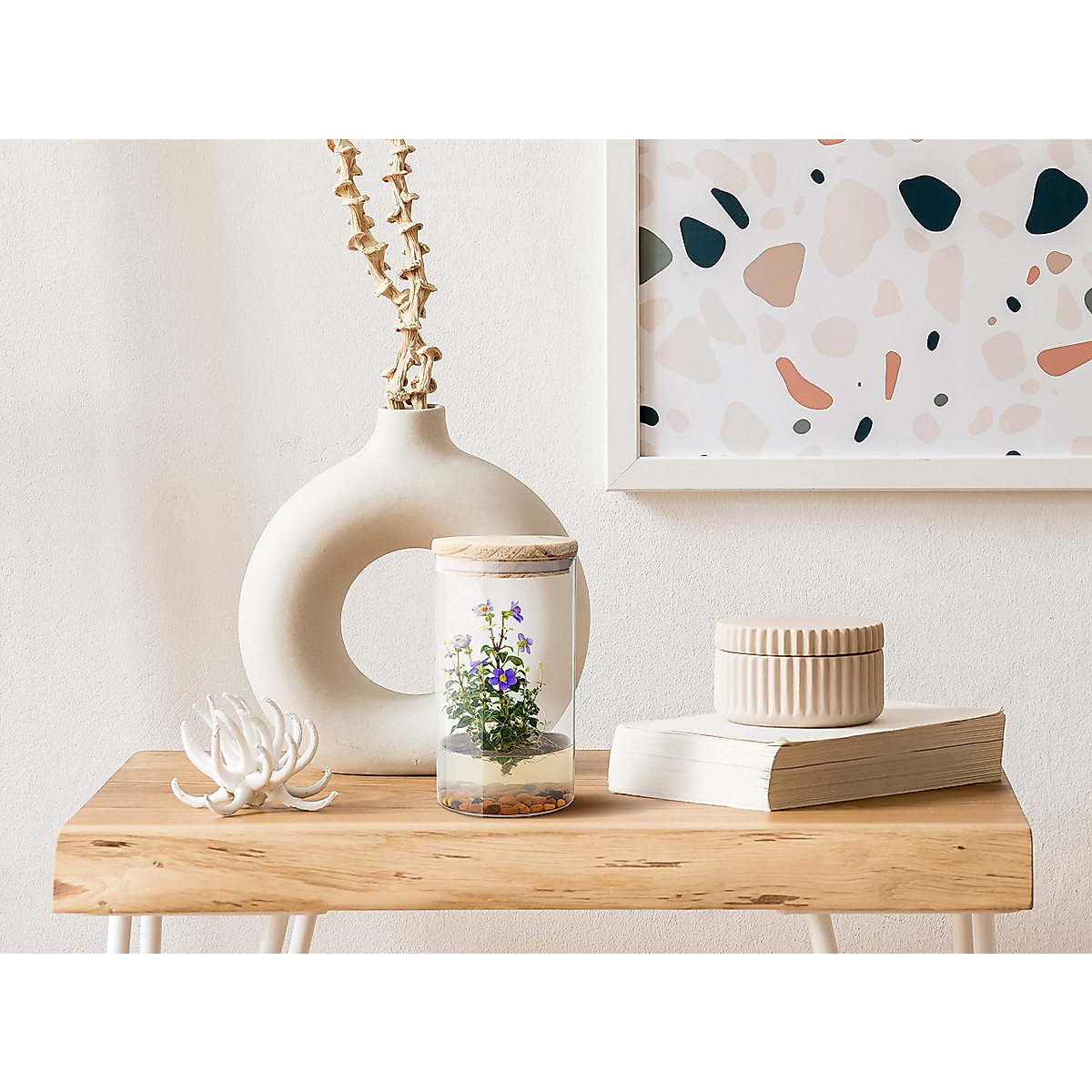 Bloomify Persian Violet (Exacum Affine) - Live Flower Terrarium in Self Sustaining Glass Jar, Maintenance Free and Blooms All-Season, Great Unique Gift and Home Decor, 100% Growth Guarantee