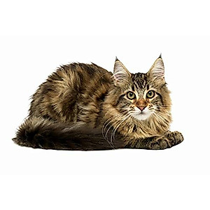 cat Vitamins for Liver - Ultra CAT Vitamins - Mineral Supplement - Premium Chews - Vitamin b12 for Cats - 90 Treats (1 Bottle)