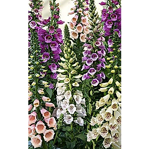 NIKA SEEDS - Flowers Purple Foxglove Digitalis Mix Perennial - 600 Seeds