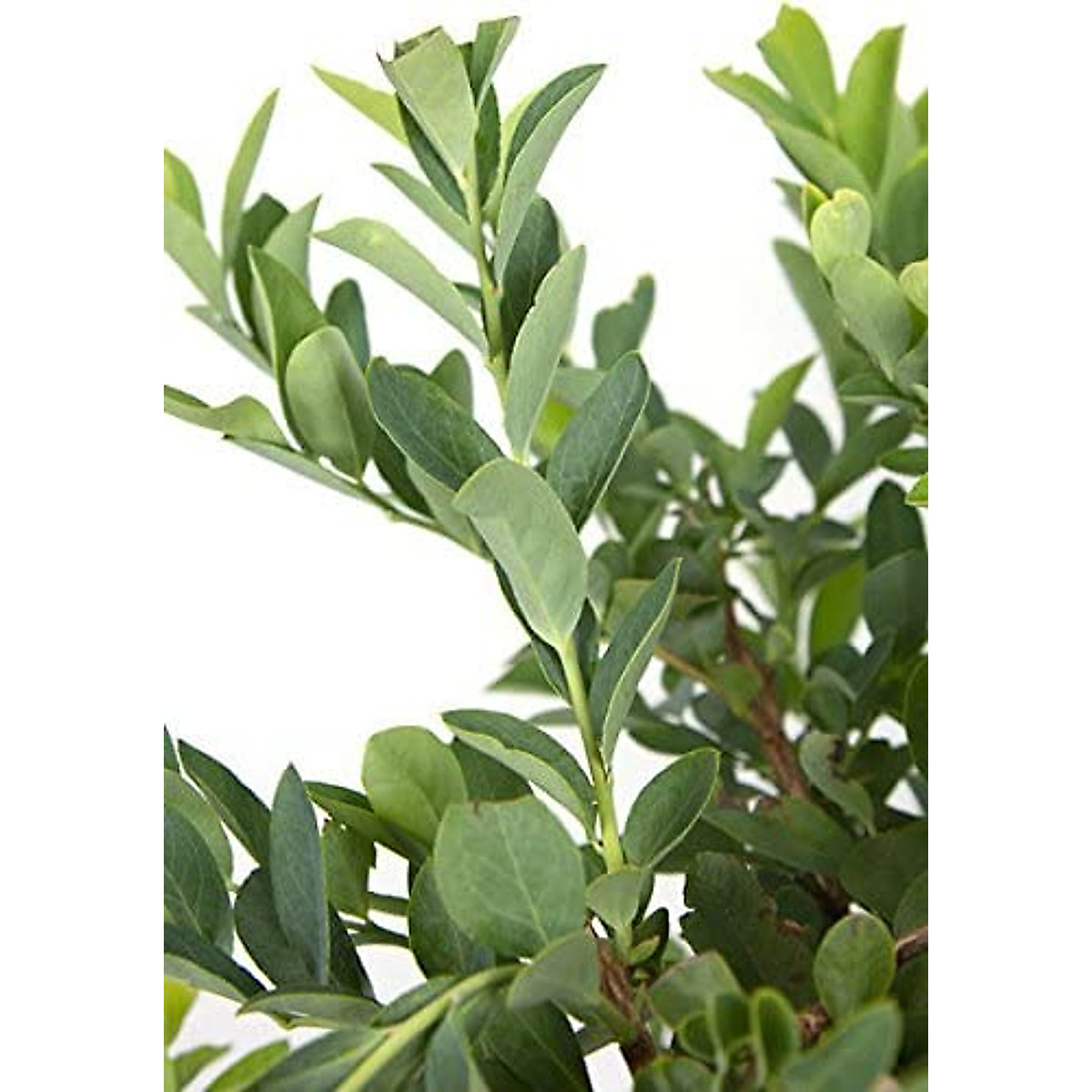 Premier Rabbiteye Blueberry Bush (2.5 Quart) Fruit-Bearing Deciduous Shrub - Full Sun Live Outdoor Plant
