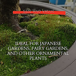 Moss Spores for Bonsai Trees - Covers Up to Three Square Feet, Bright Green Velvet Kyoto Bonsai Moss That is Weed Free, Indefinite Shelf Life