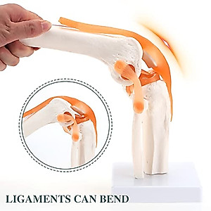 RONTEN Anatomical Knee Model, Flexible 1:1 Scientific Life Size Human Knee Model with Ligament, Teaching Tool for for Doctors Office Educational Anatomy Tool