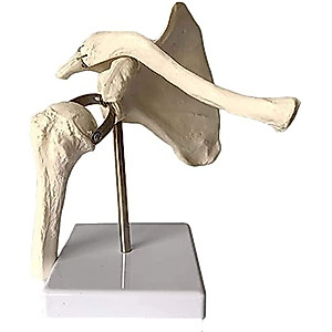 Study Model Educational Model ThreeDimensional Skin Structure Model Junior High School Biology Demonstration Teaching Aids Human Section Skin Tissue Layer Anatomy Enlarged Model,Medical Models LPKL