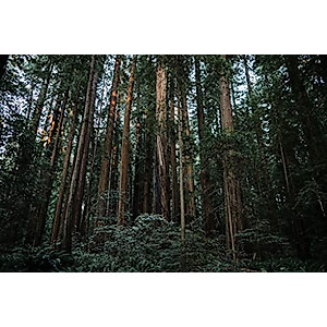 Coast Redwood | Medium Tree Seedling | The Jonsteen Company