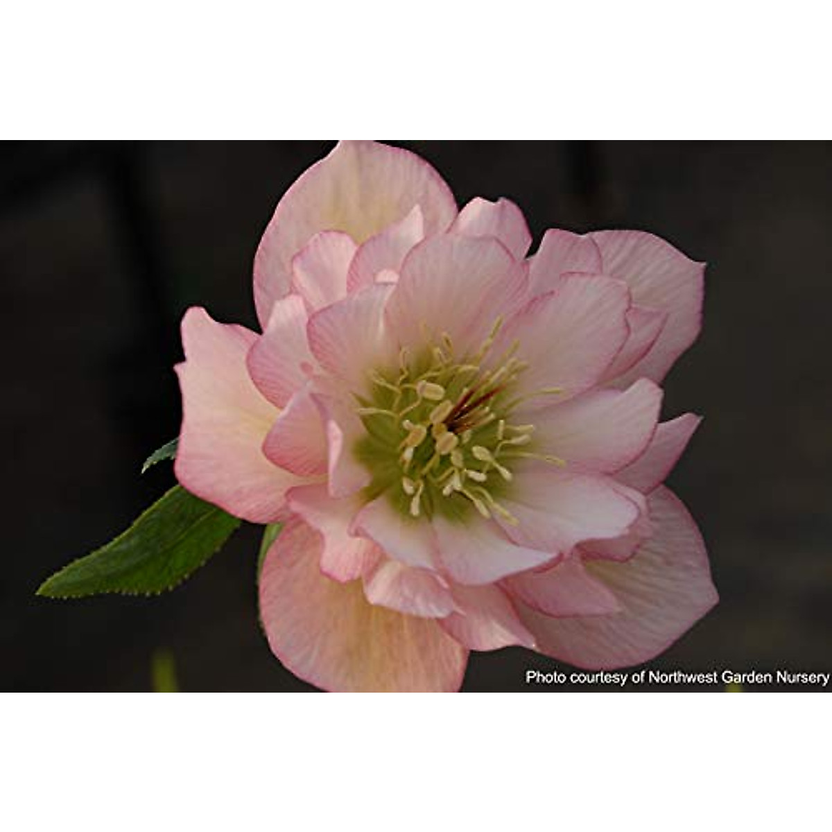 Perennial Farm Marketplace Helleborus x W.J. 'Cotton Candy' (Lenten Rose) Perennial, 1 Quart, Pink Flowers