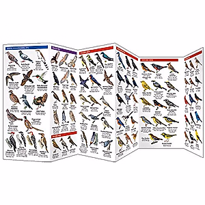 Maryland & DC Birds: A Folding Pocket Guide to Familiar Species (Nature Observation North America)