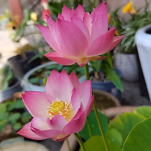 20 Bonsai Bowl Lotus Seeds (Mixed Color) - Water Lily Flower Plant - Finest Viable Aquatic Water Features Non-GMO Fresh Garden Seeds Home Planting Ornamental