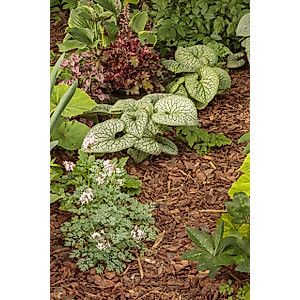 Proven Winners HEUPWP2147800 Dolce Cherry Truffles Coral Bells Live Plant, 4.5 in. Quart, Red Foliage