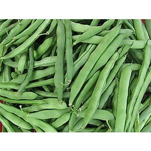 50+ Blue Lake Pole Bean Seeds for Planting Heirloom Non GMO 14 Grams of Seeds Garden Vegetable Bulk Survival