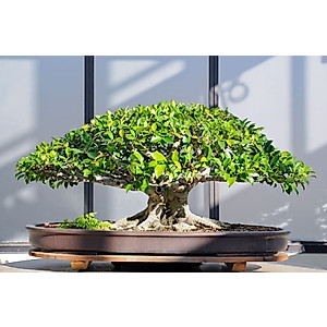 100 Pcs Banyan Seeds Rare Bonsai Tree Seeds Indoor and Outdoor Bonsai Seed for Home Yard Garden Decor Easy to Grow