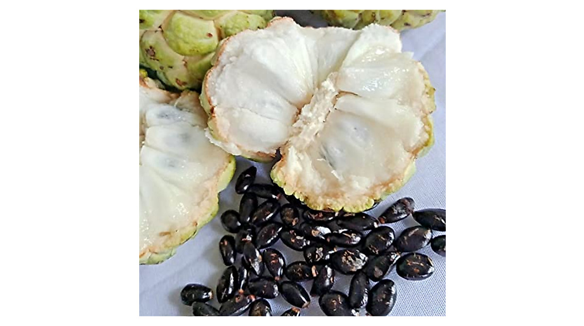 Buy 50+ Custard Apple Seeds | Grow Your Annona Muricata Tree