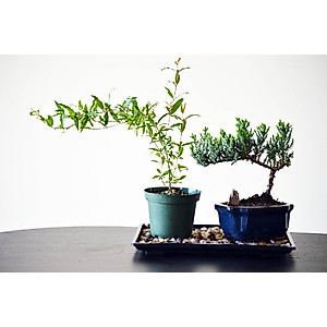 9GreenBox Bonsai Humidity Drip Tray - Decorative Catcher Plate for Drainage and Moisture - Black Polished Plastic Container with Natural Pebbles - Large Space Good for 2 Potted Miniature Trees - 7"x9"