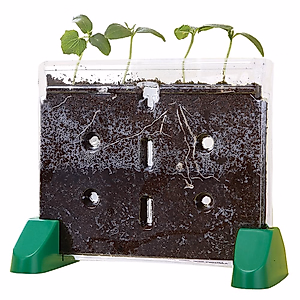 Educational Insights Sprout & Grow Window Plant Growing Kit, Science Kit for Homeschool & Classrooms, Ages 5+