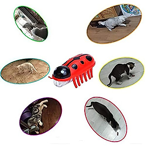 2Pcs Mini Electric Robot Beetle, Interactive Cat Toy Excites & Entices Cats Cuddling Chasing Fun, Realistic Beetle Vibrating Wings, Cat Bug Educational Toy for Indoor Cats Kitten Play Chase Exercise