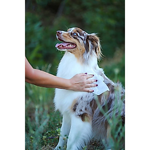 earthbath, Rosemary & Chamomile Tushy Wipes - Dog Wipes for Paws and Butt, Best Pet Wipes for Dogs & Cats, Made in USA, Cruelty-Free Dog Cleaning Wipes, Helps Neautralize Odors - 30 Count (1 Pack)