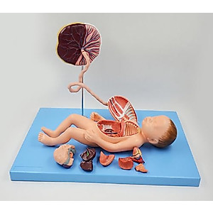 Neonatal visceral Anatomy Birth Baby Umbilical Cord Placenta Model fetal Blood Circulation Neonatal Abdominal Placenta Umbilical Cord Viscera 13 Parts
