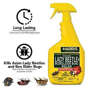 Harris Asian Lady Beetle and Box Elder Killer, Liquid Spray with Odorless and Non-Staining Extended Residual Kill Formula (32oz)