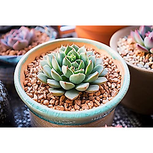 800pcs Mix Rare Succulent Seeds for Planting, DIY Bonsai Ornamental Plant, Non-GMO Open Pollinated Seeds