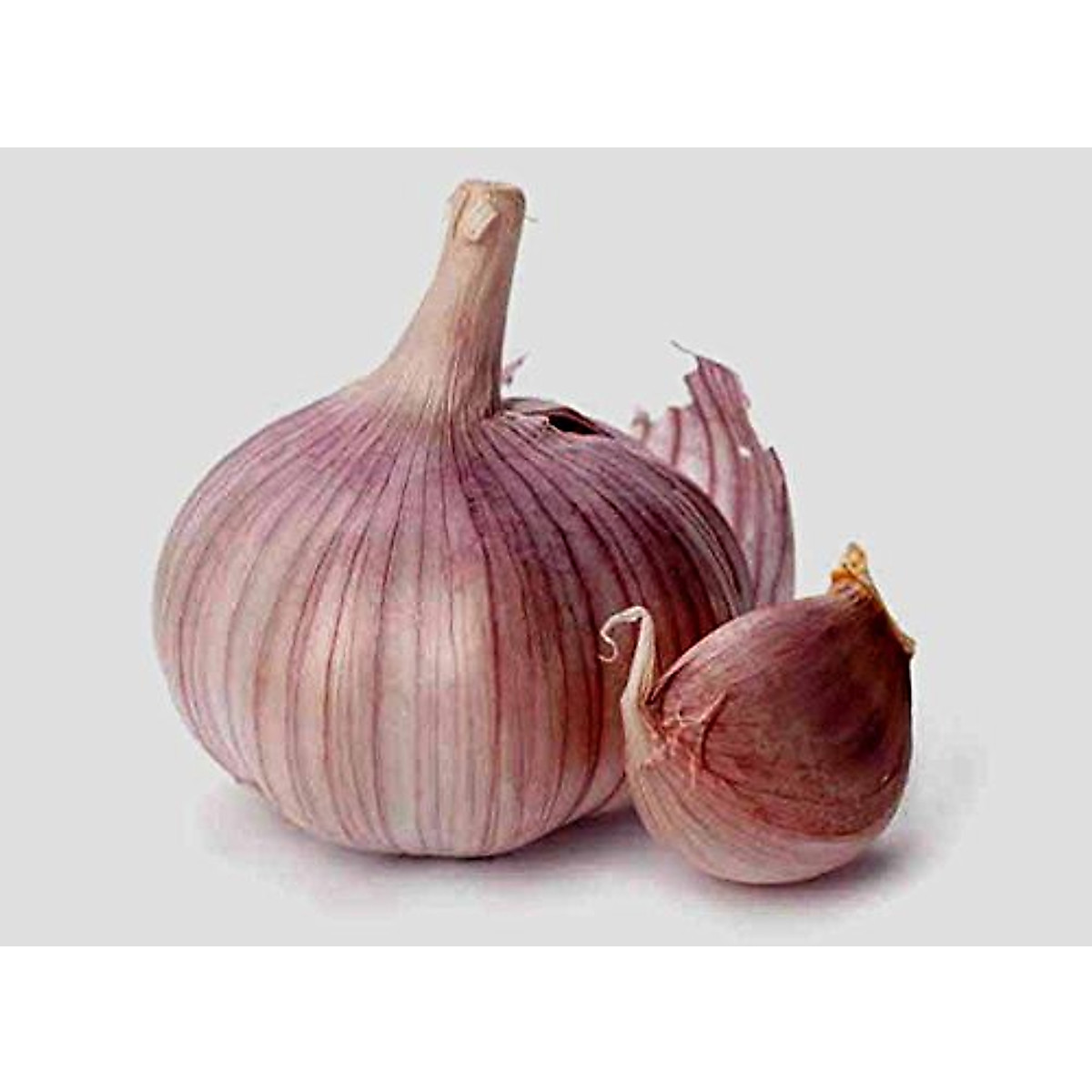 Garlic Bulb (10 Pack), Fresh Siberian HARDNECK Garlic Bulb for Planting and Growing Your OWN Garlic OR Eating