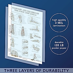 Palace Learning 2 Pack - Anatomy and Injuries of the Hand & Wrist + Anatomy and Injuries of the Foot & Ankle - Set of 2 Anatomical Charts - Laminated 18" x 24"