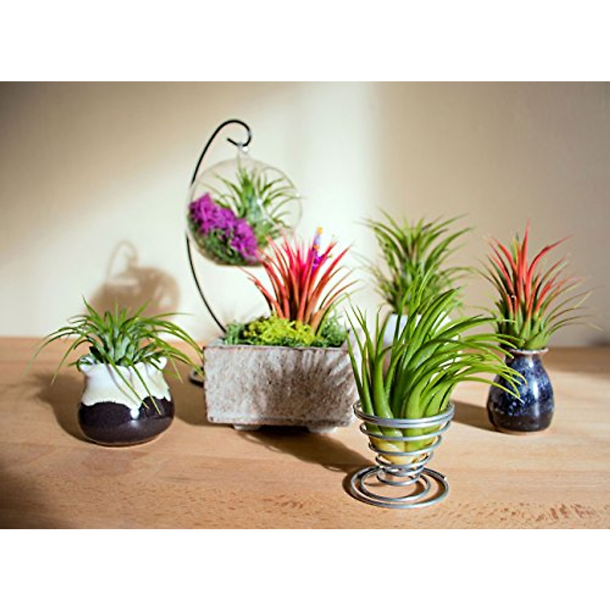 Ionantha Tillandsia Air Plants Live Indoor Plants (5PK), Air Plant Terrarium Plants Live Houseplants, Live Plants Indoor Plant Kit, Easy Care Plants for Air Plant Holder or Garden by Plants for Pets