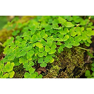 10000+ White Irish Moss Seeds for Planting, Non-GMO Moss Ground Cover Plant Creeping White Flower Green Carpet Clover Seed for Planting Garden Yard Lawn