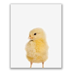 Baby Farm Animals Poster Prints - Set of 6 (8x10) Adorable Furry Barn Portraits Wall Art Nursery Decor - Calf (Cow) - Chick (Chicken) - Donkey - Foal (Horse) - Duckling (Duck) - Piglet (Pig)