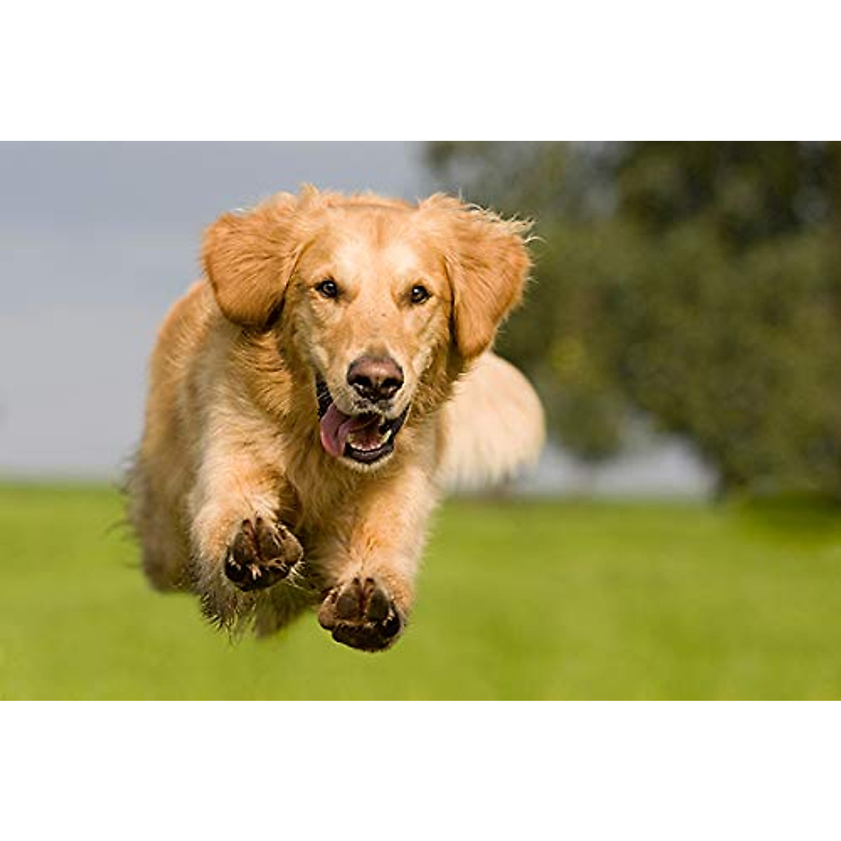 Dog Immune Booster - Dog LYSINE Powder - Pure Powder Form - Immune System Support - Vet Recommended - lysine Immune Support for Cats - 3 Bottle (24oz 680.4 Grams