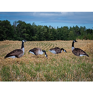 Real-Geese 1 Doz Vivid Series Silhouette Decoys