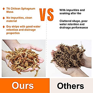 Sukh 5oz Sphagnum Moss for Plants - Sphagnum Peat Moss Natural Premium Long Fibered Chile Dried Moss Potting Mix for Orchids Succulent Carnivorous Potted Plant Reptiles Medium Sarracenia