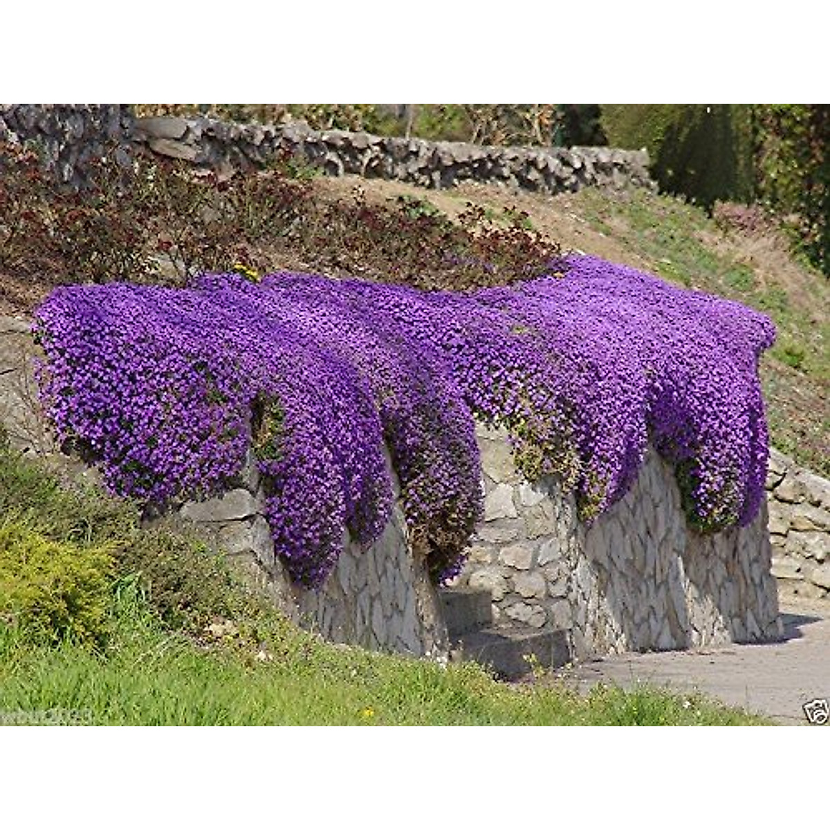 250 Aubrieta Seeds - Cascade Purple Flower Seeds, Perennial, Deer Resistant !