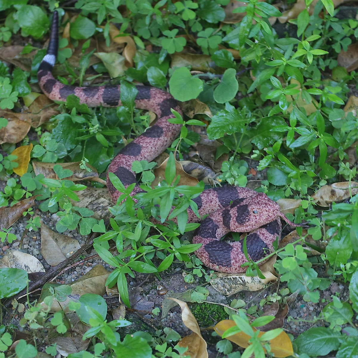 Morofme Realistic Fake Snakes Rubber Snake Toy Plastic Snake Scare Birds Soft Rattlesnake Figurine Snake Prank Props Halloween Snake Decorations for Garden April Fool's Day