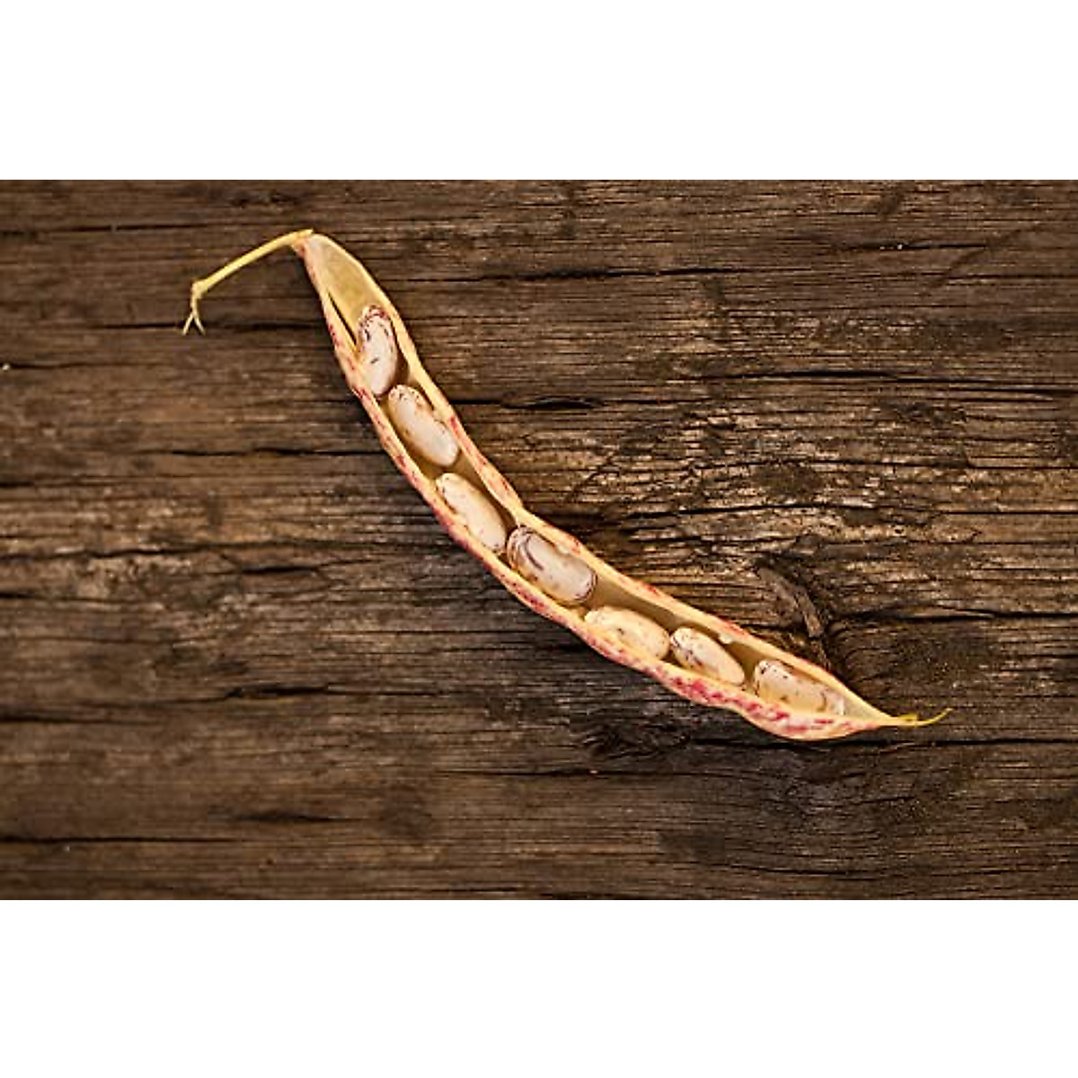 Pinto Bean Plant Seeds, 30+ Heirloom Seeds Per Packet, (Isla's Garden Seeds), Non GMO Seeds, 90% Germination Rate, Botanical Name: Phaseolus vulgaris