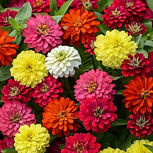 1000+ Crazy Blend Zinnia Seeds for Planting Zinnia Elegans Heirloom Open Pollinated & Untreated Mixed Color Zinnia Flowers