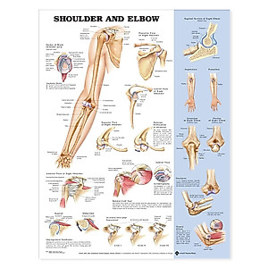 Shoulder and Elbow Anatomical Chart