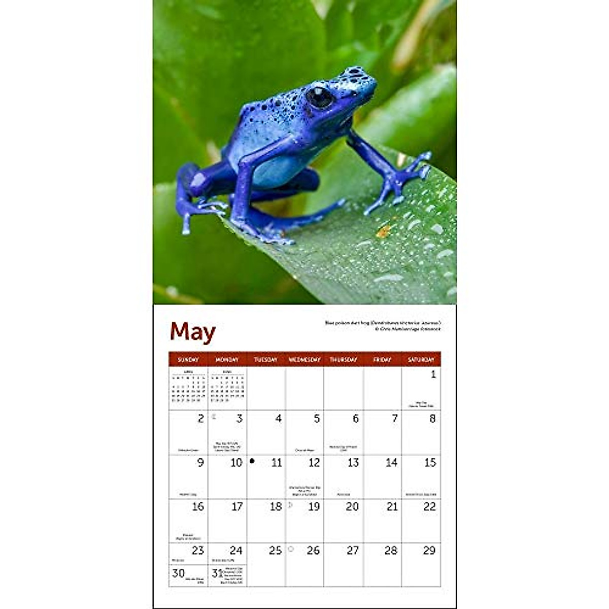 Frogs Mini Wall Calendar 2021, 7" x 7"