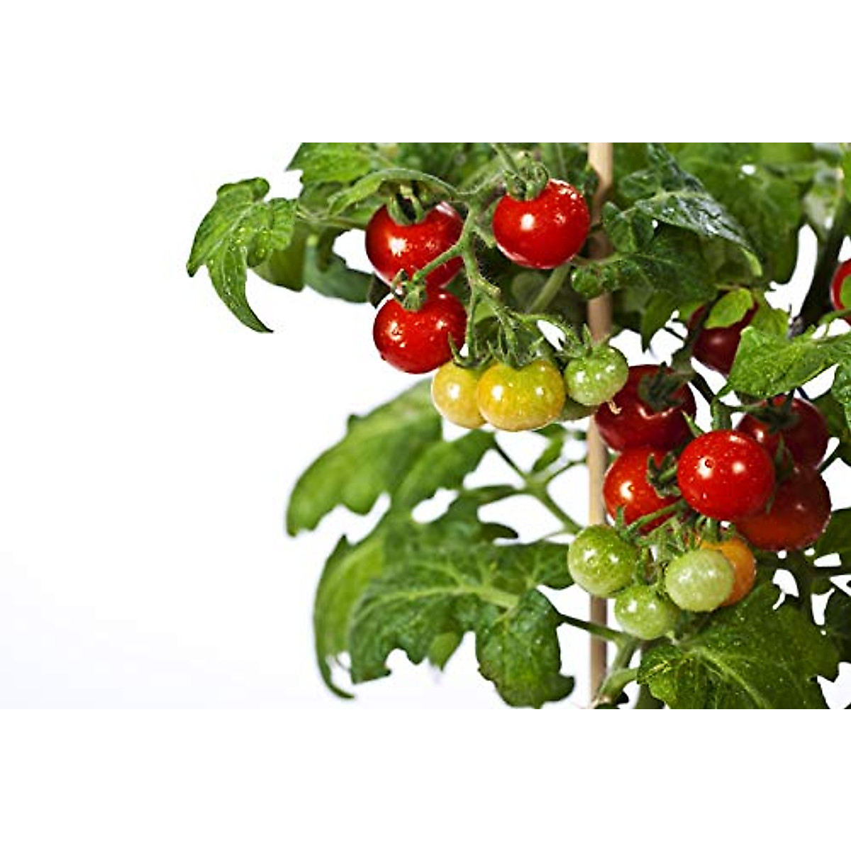 50 Tiny Tim Tomato Seeds - Patio Tomato, Dwarf Heirloom, Cherry Tomato - by RDR Seeds